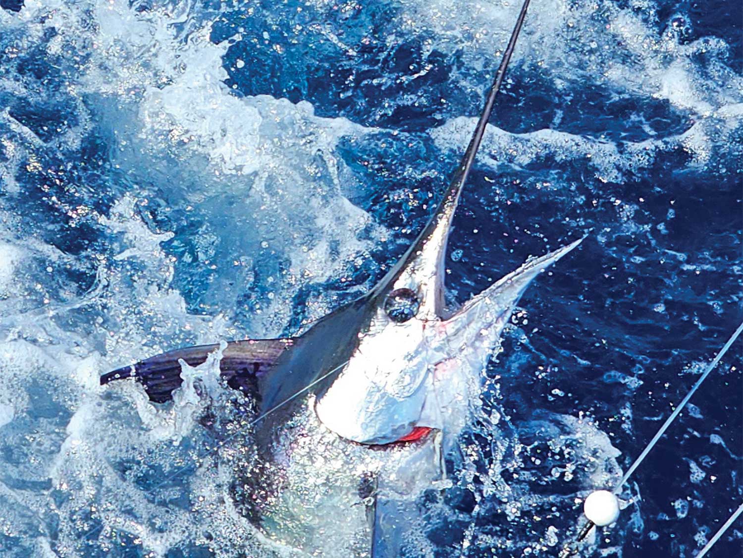 Family Catches Their First Billfish off Ocean City | Marlin