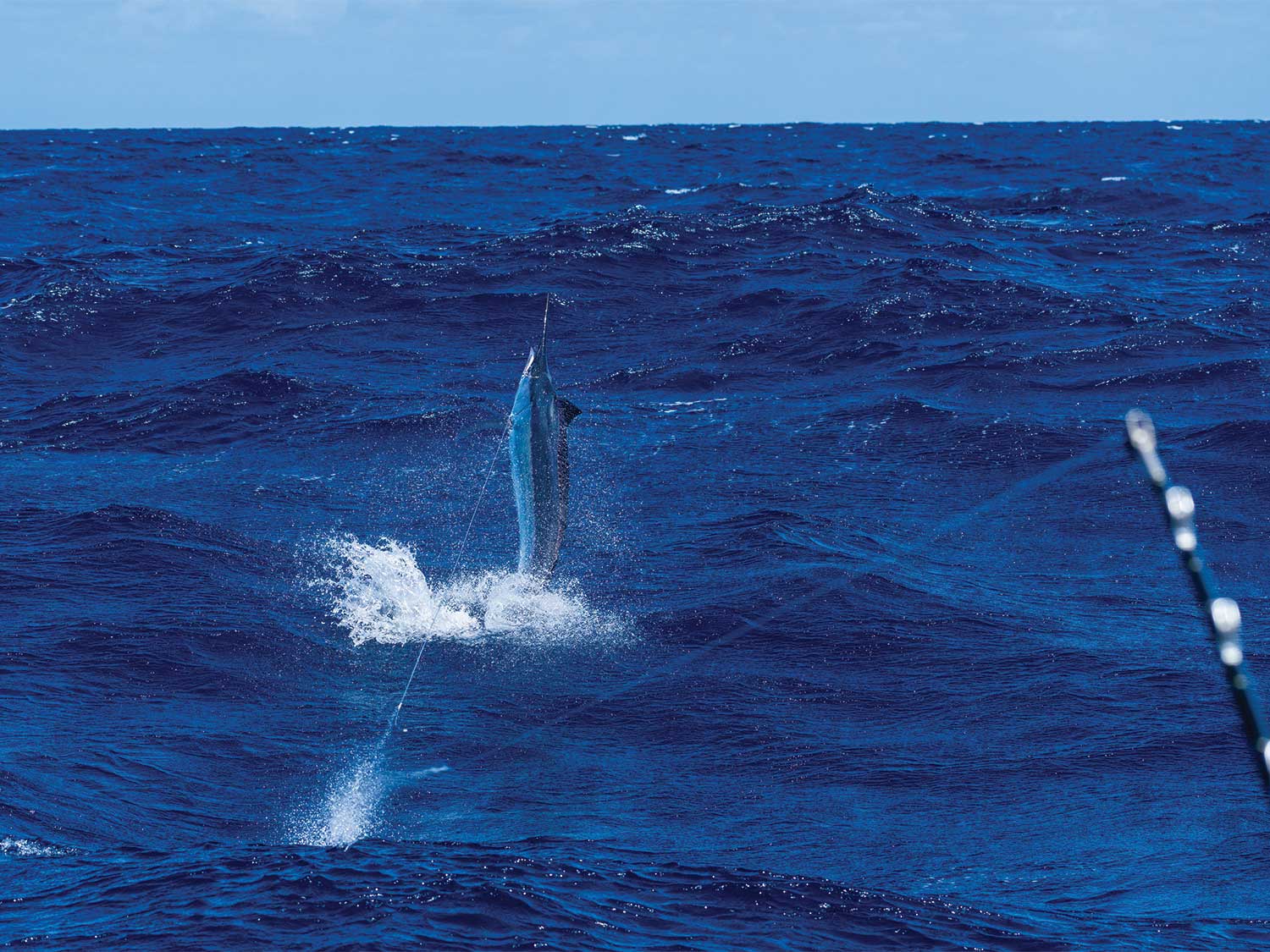 How Modern Backing and Top Shots Transformed Offshore Big-Game Fishing ...