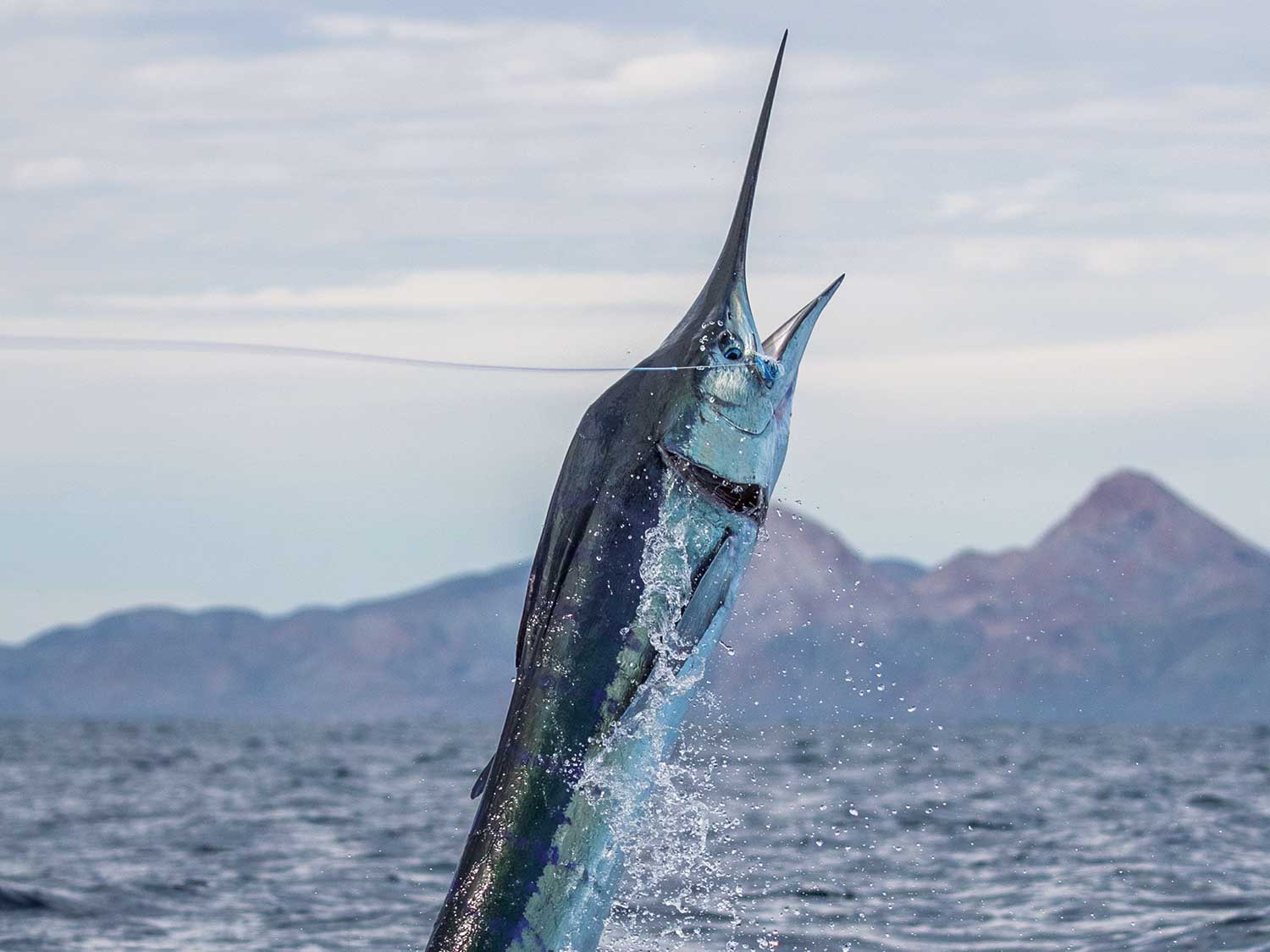 Baja Named Editor’s Choice for Best Striped Marlin Fishing Destination ...
