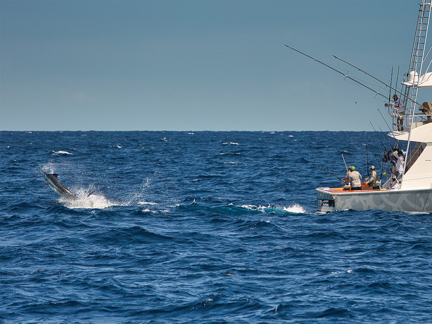 The Big Rock Blue Marlin Tournament Named Editor’s Choice for Most ...
