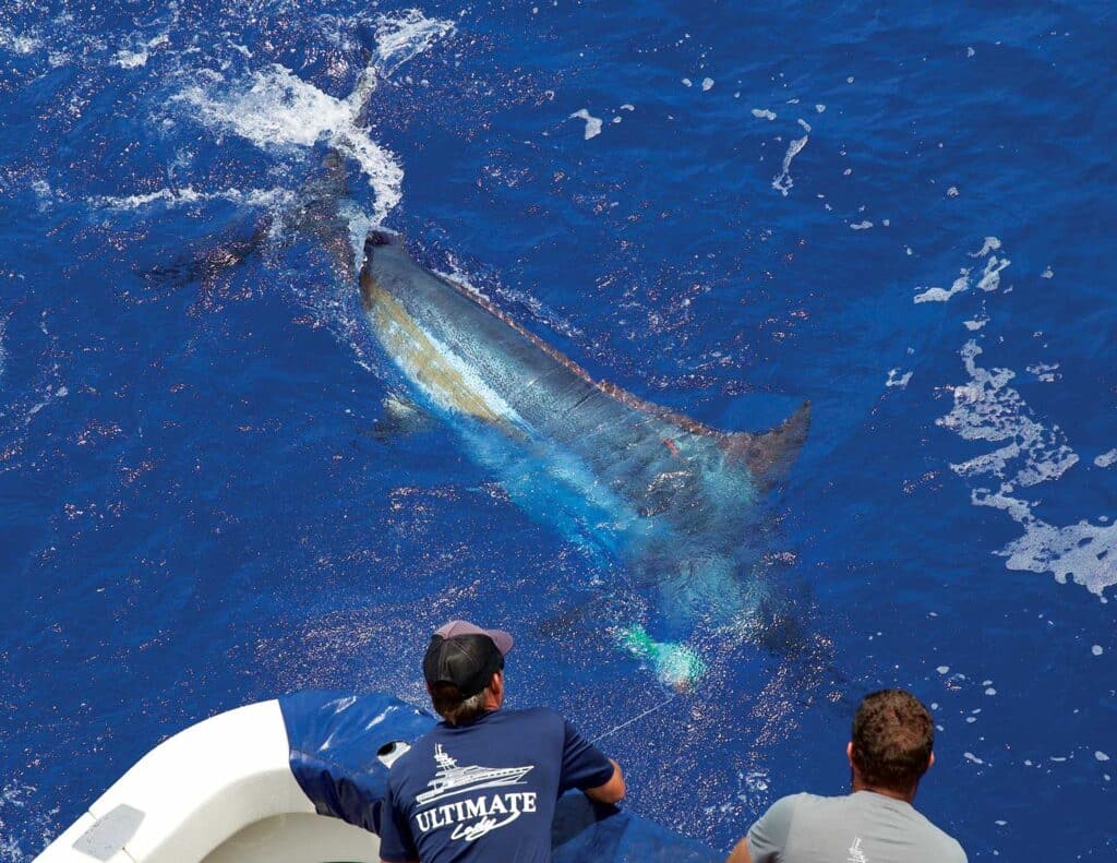 Top Big-Game Fishing Destinations You Shouldn’t Overlook in 2026 | Marlin