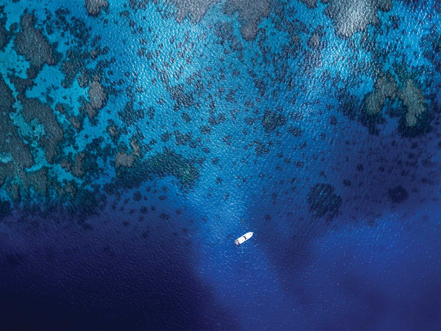 The Great Barrier Reef Named Editor’s Choice for Best Black Marlin ...