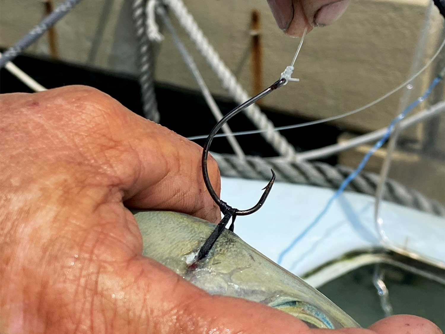 Better Bridle Techniques to Boost Your Live-Bait Hookup Ratio | Marlin