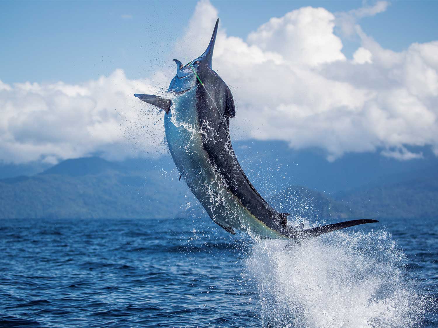 Panama Named Editor’s Choice for Best Species Diversity in Big-Game ...