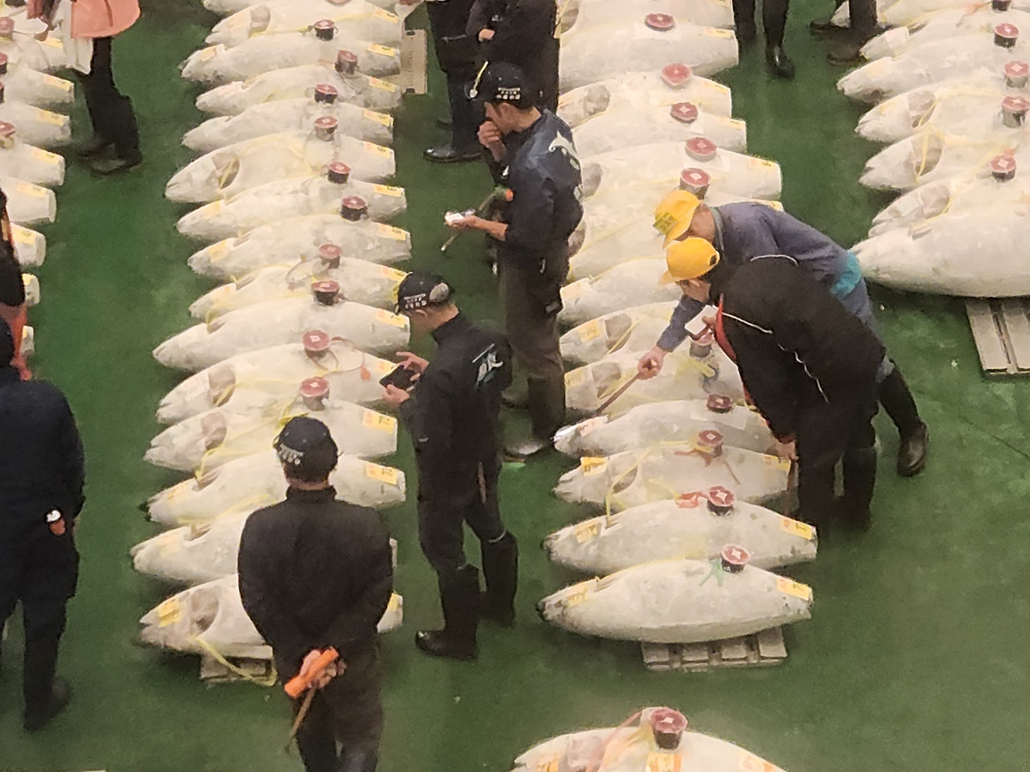 Inside Japan's Legendary Tuna Traditions and Heritage | Marlin