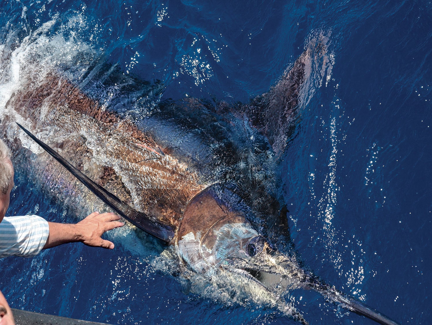 The Best Big Blue Marlin Destinations in the World | Marlin